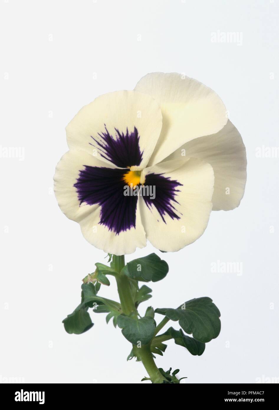 Viola x wittrokiana 'White Blotch' white and purple flower head, yellow ...