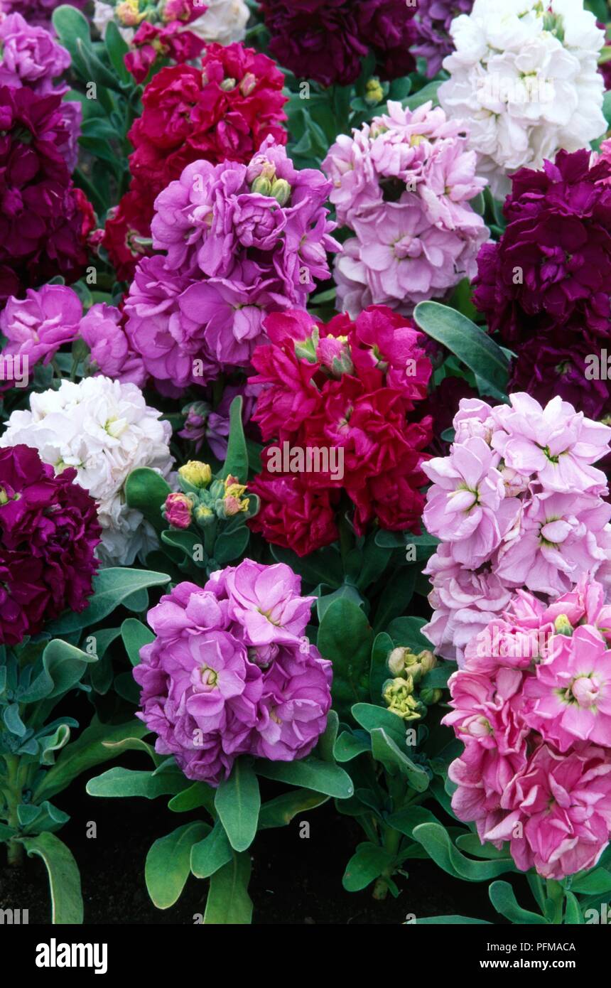 Cinderella purple hi-res stock photography and images - Alamy