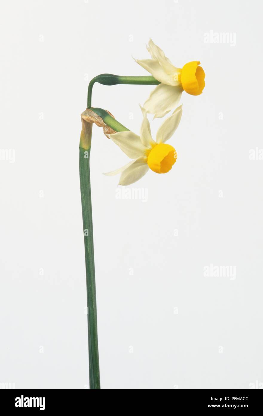 Narcissus 'Canaliculatus', two Daffodil flowerheads growing from single ...