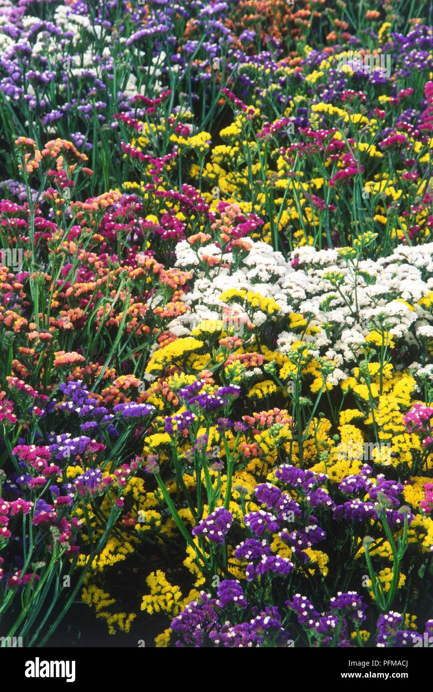 Thrift limonium hi-res stock photography and images - Alamy