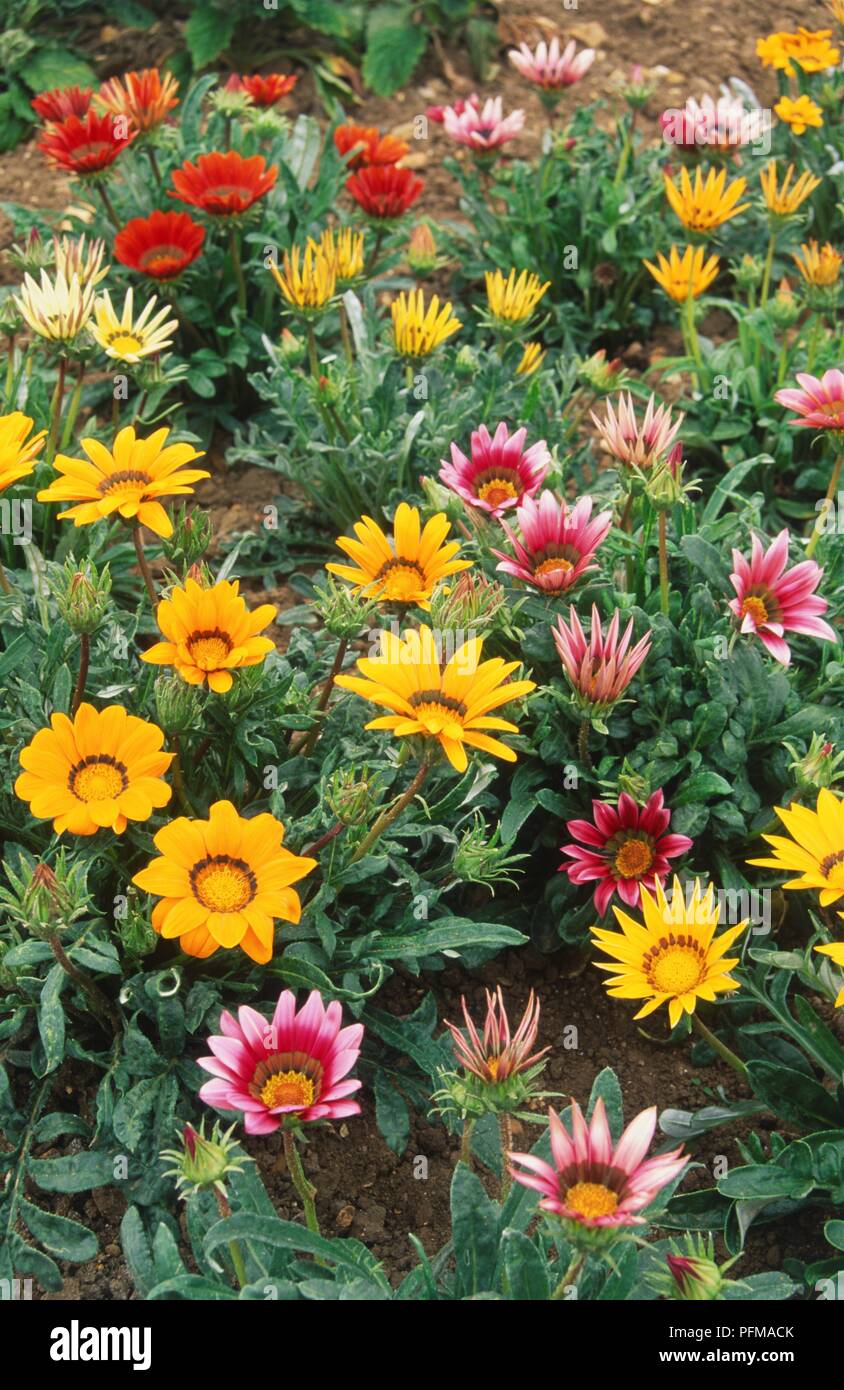 Clusters of starry flowers hi-res stock photography and images - Alamy