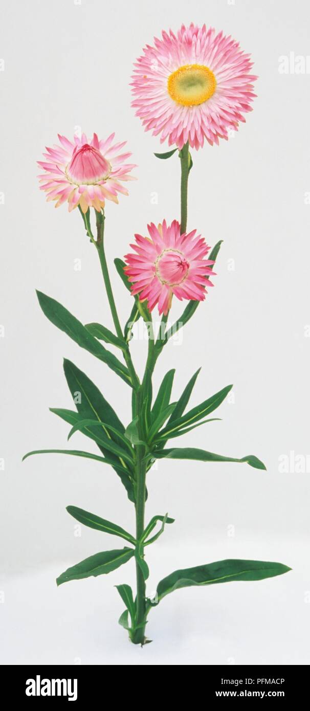 Flower strawflower bracteantha bracteata hi-res stock photography and ...