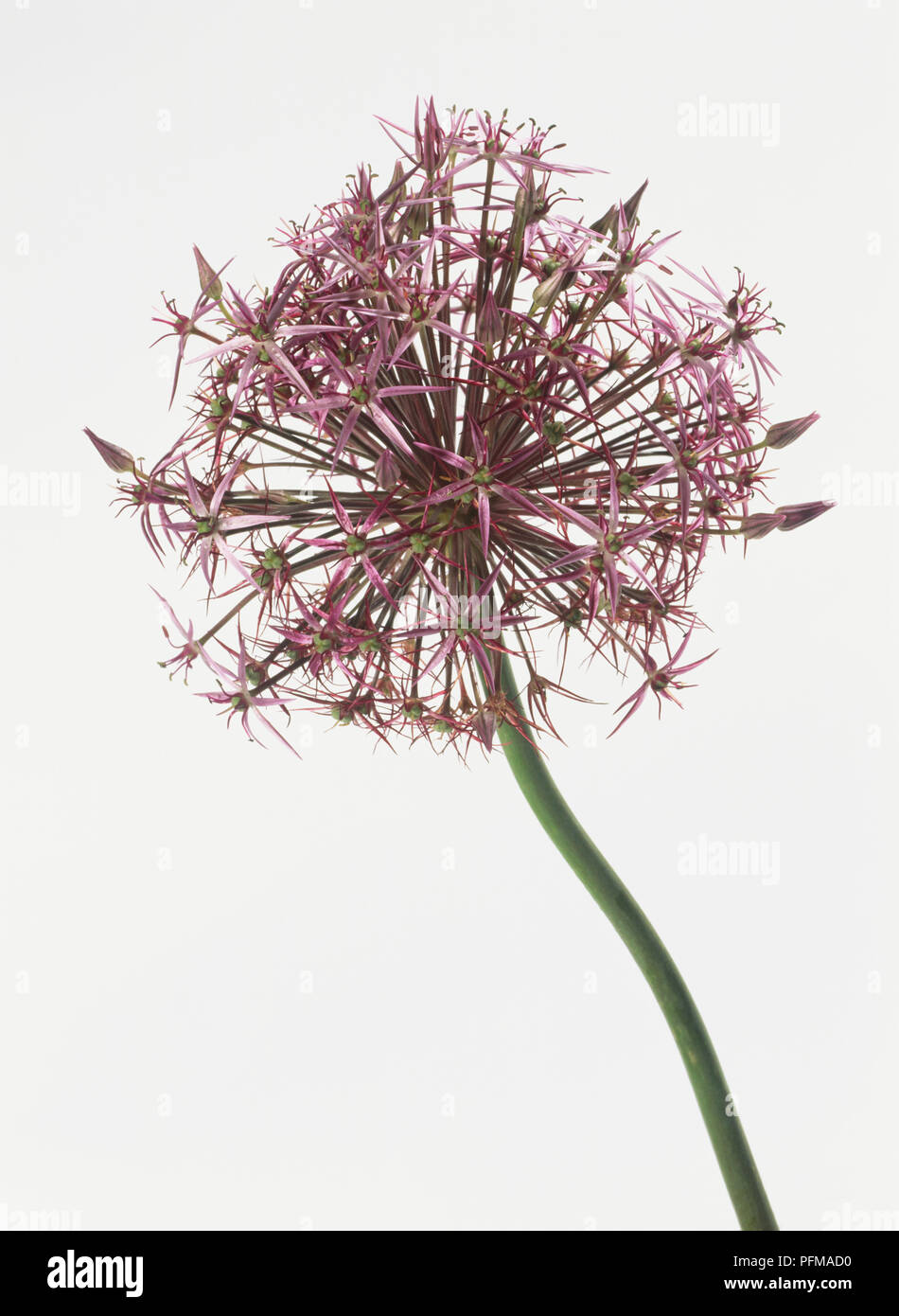 Upright flowering stem bearing round flowerhead or umbel ofpurple-pink ...