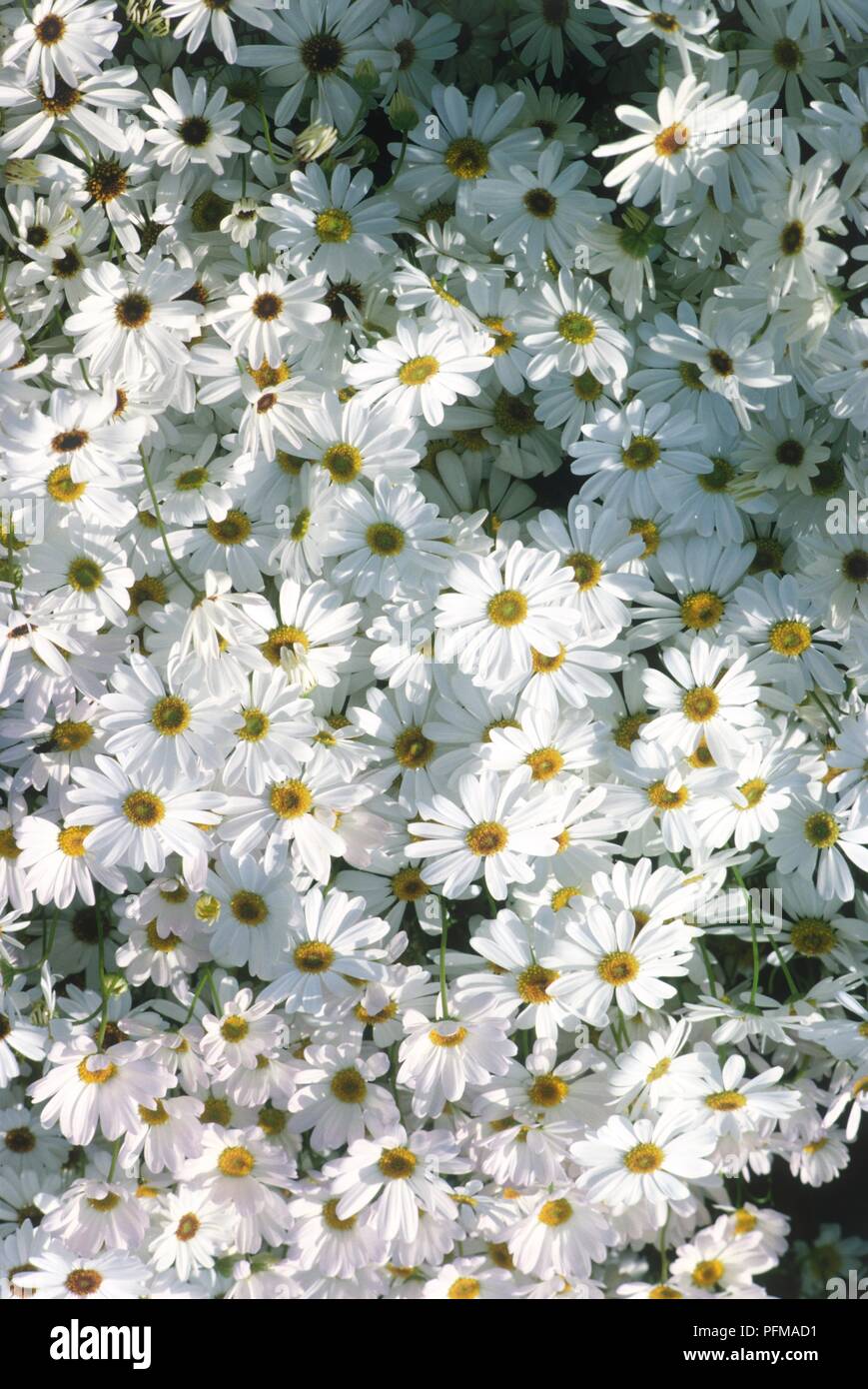 Profusion of Brachyscome 'White Splendour' (Daisy) flower heads, view ...