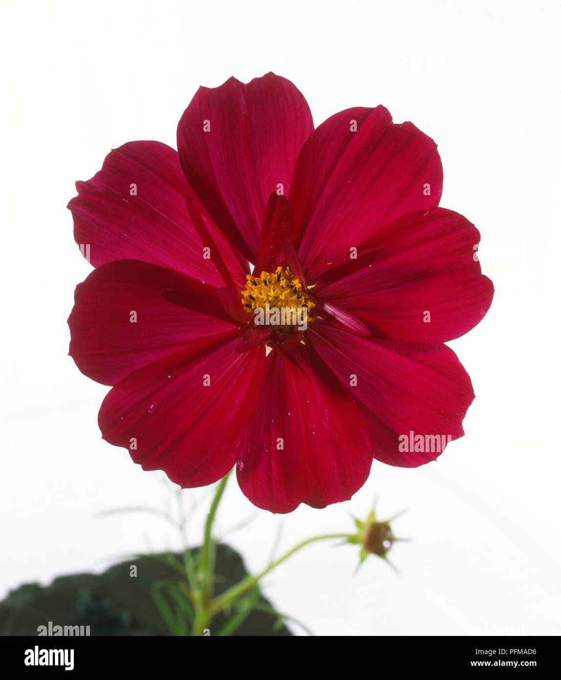 Cosmos image hi-res stock photography and images - Alamy