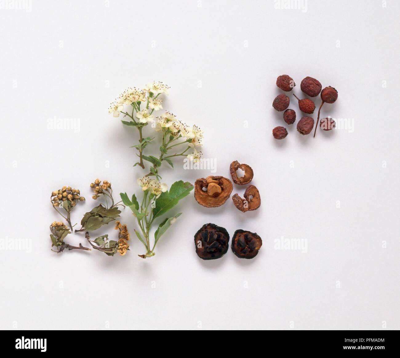 Fresh flowers, dried flowers and dried berries of Crataegus oxycantha ...