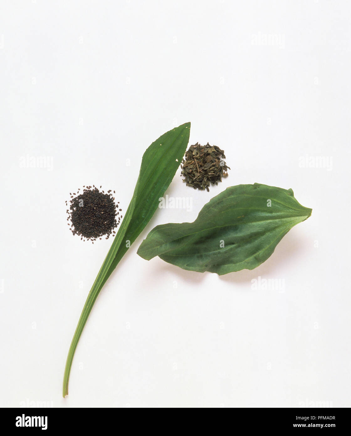 Fresh leaf and dried leaves of Plantago lanceolata (Ribwort plantain ...