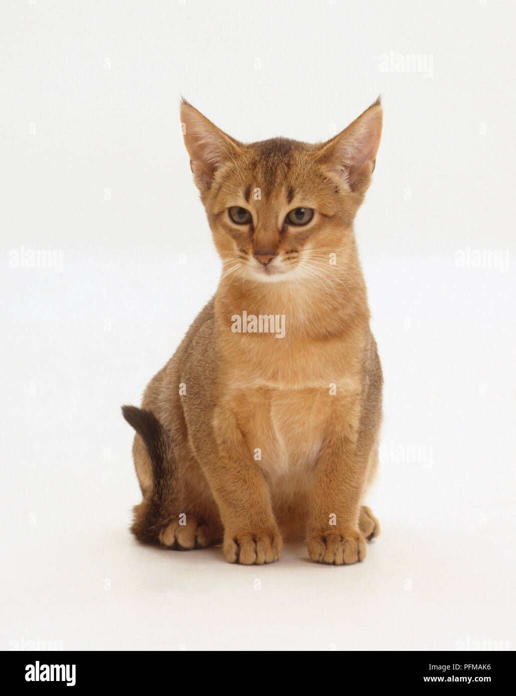 Seated Abyssinian kitten, front view, facing forward Stock Photo - Alamy