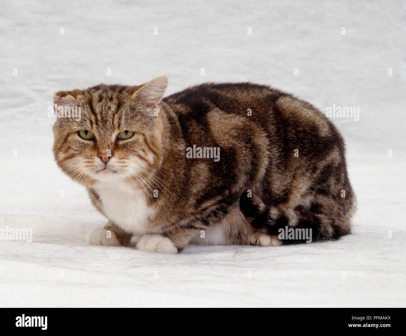 Crouching looking at camera hi-res stock photography and images - Alamy