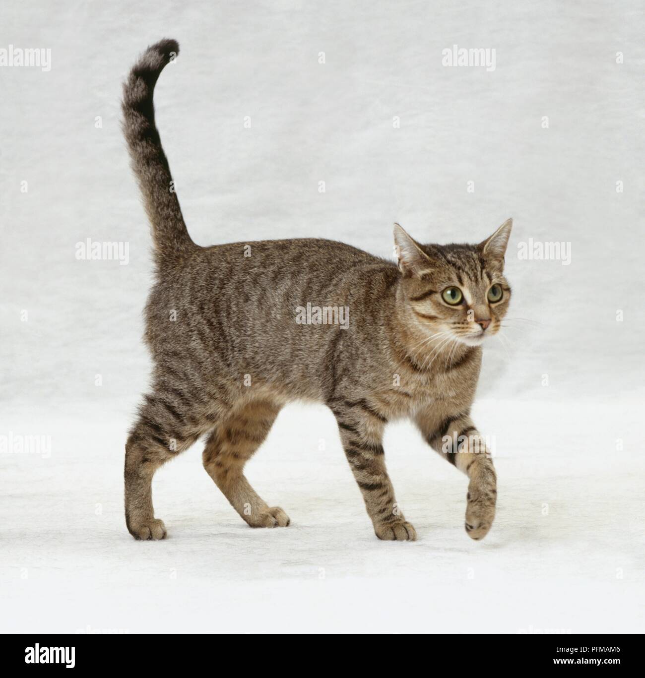 Tabby cat walking forwards Stock Photo - Alamy