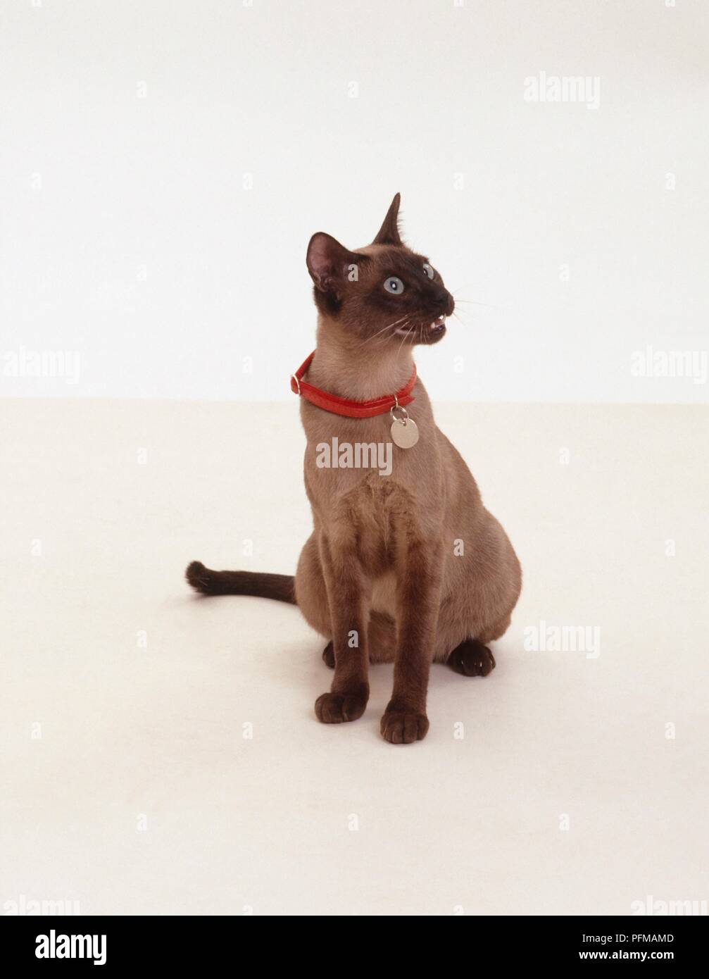 Miaowing hi-res stock photography and images - Alamy