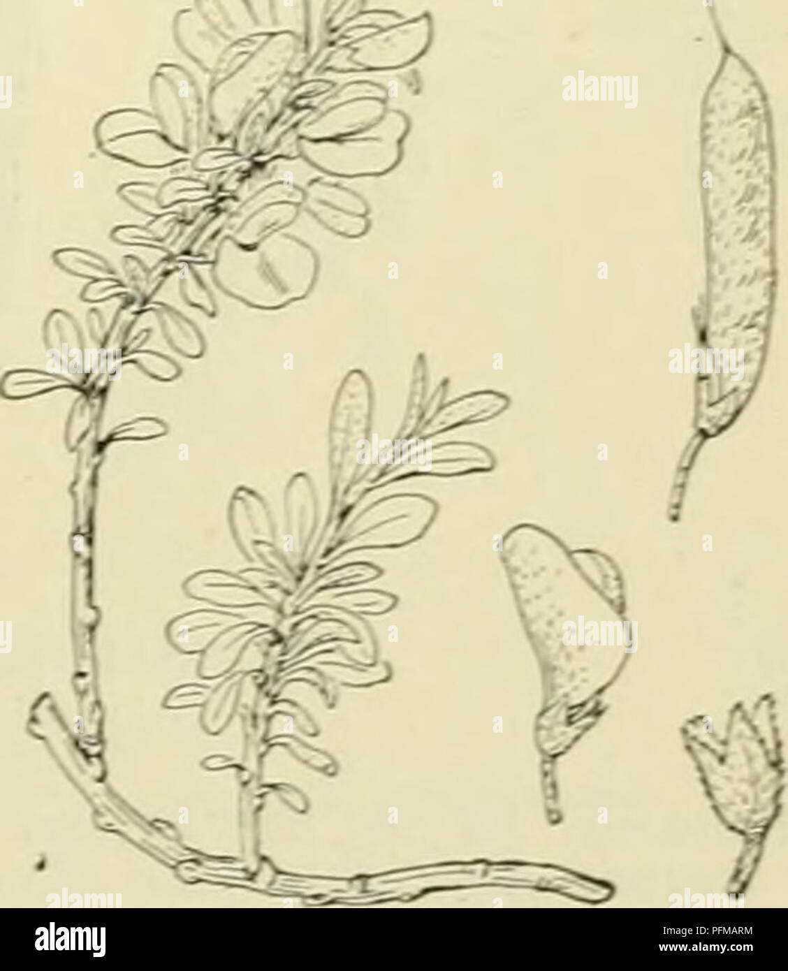 This section of *De Flora van Nederland* describes the genus Genista ...