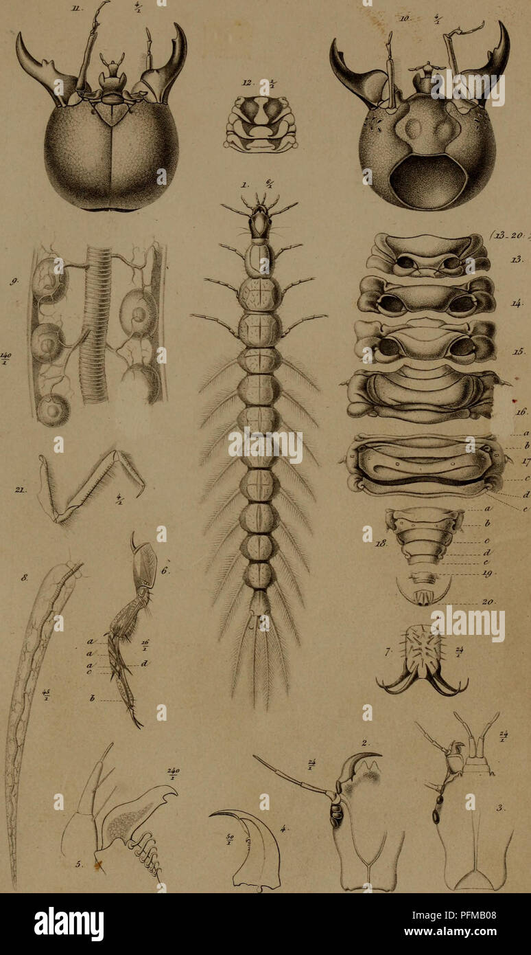 This work provides a detailed study on the metamorphosis of beetles ...
