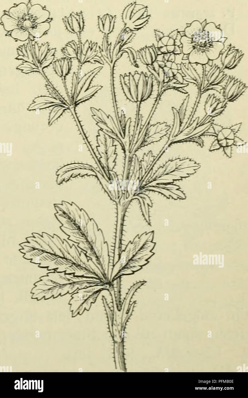 A botanical work describing native plant species in the Netherlands ...