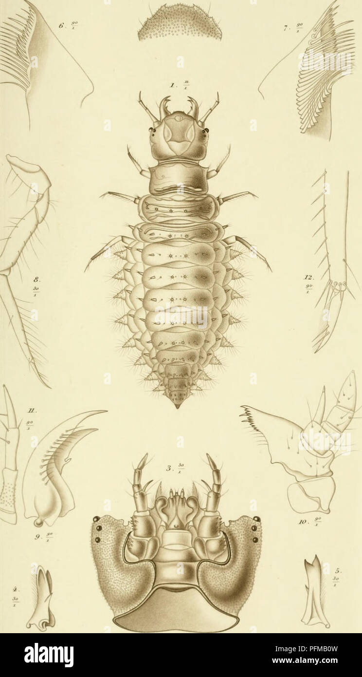 This work focuses on the developmental history of insects, particularly ...