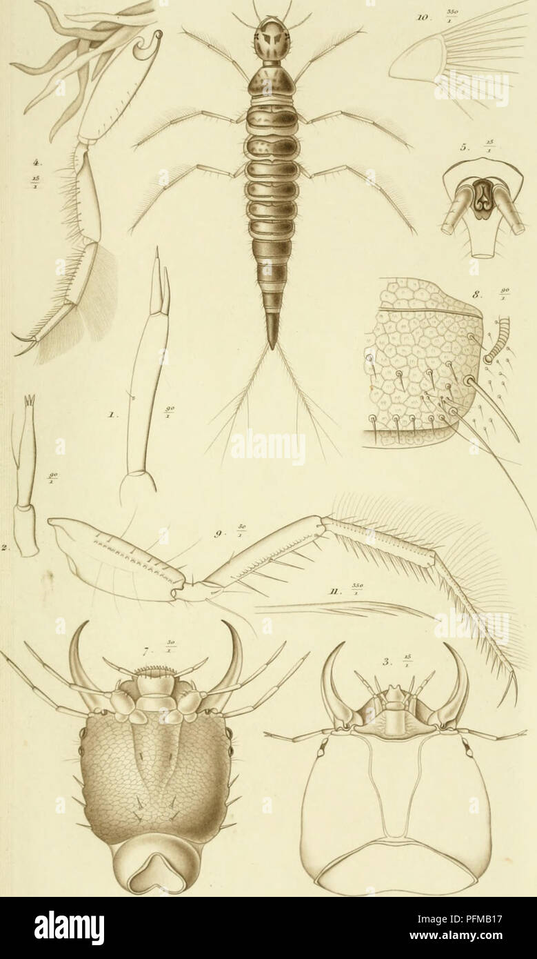 This work focuses on the metamorphosis of beetles, documenting the ...
