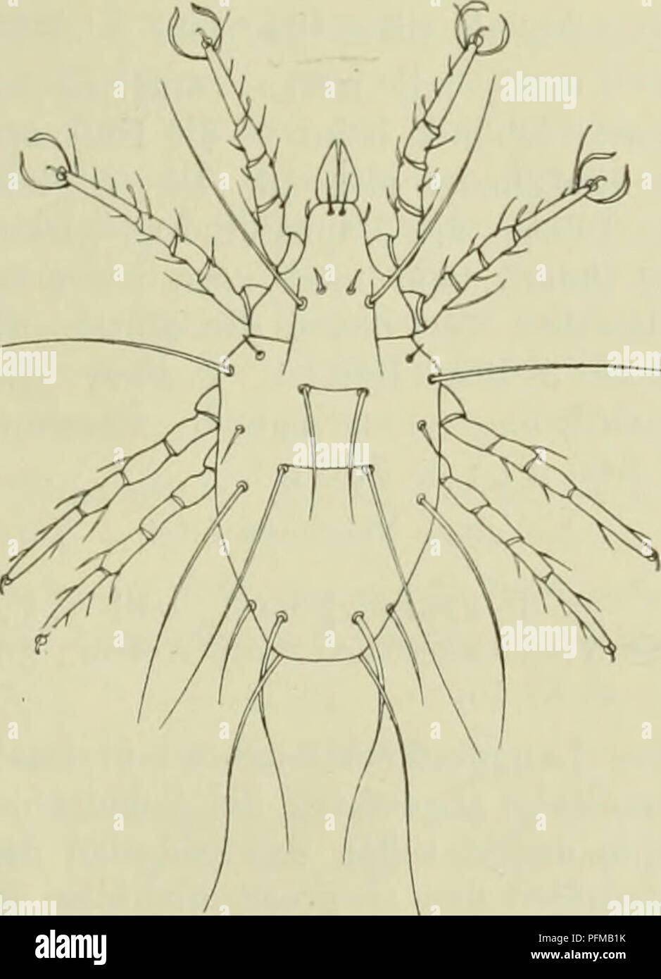 Sarcoptidae hi-res stock photography and images - Alamy