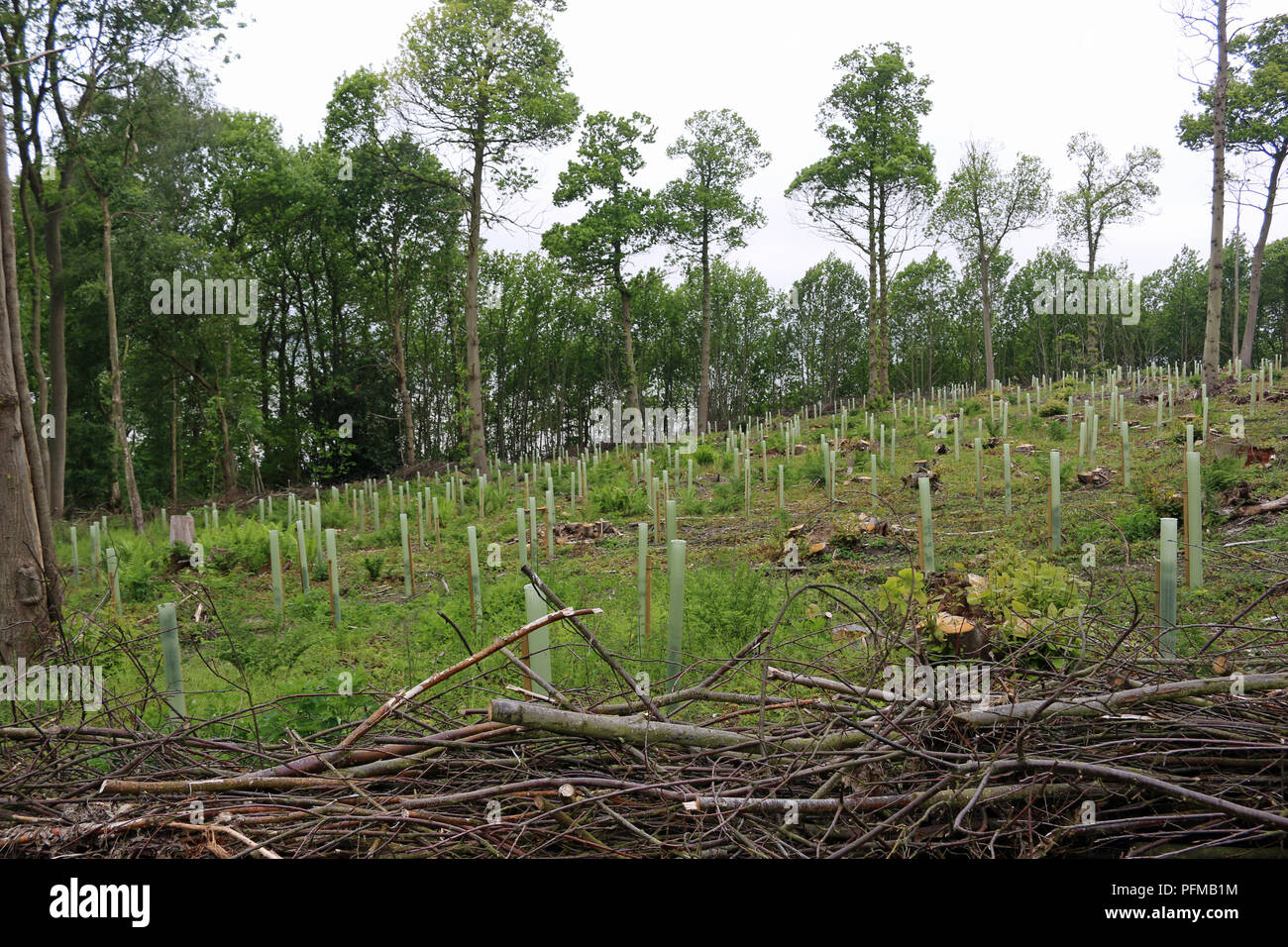 Recently coppiced woodland with newly planted trees in tree shelters ...