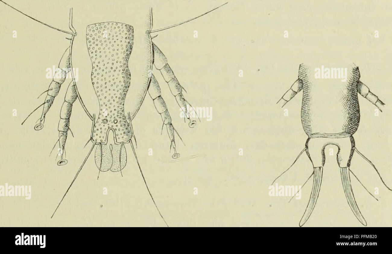 This image shows detailed illustrations of Demodicidae and Sarcoptidae ...