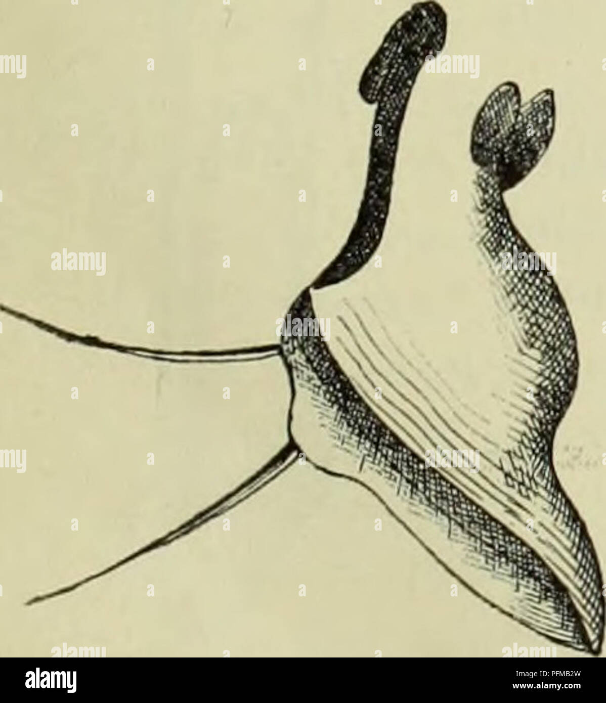 Sarcoptidae hi-res stock photography and images - Alamy