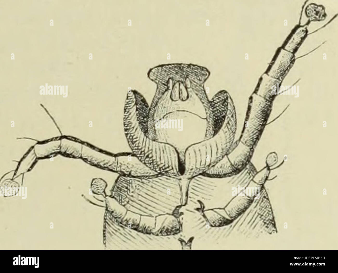 Sarcoptidae hi-res stock photography and images - Alamy