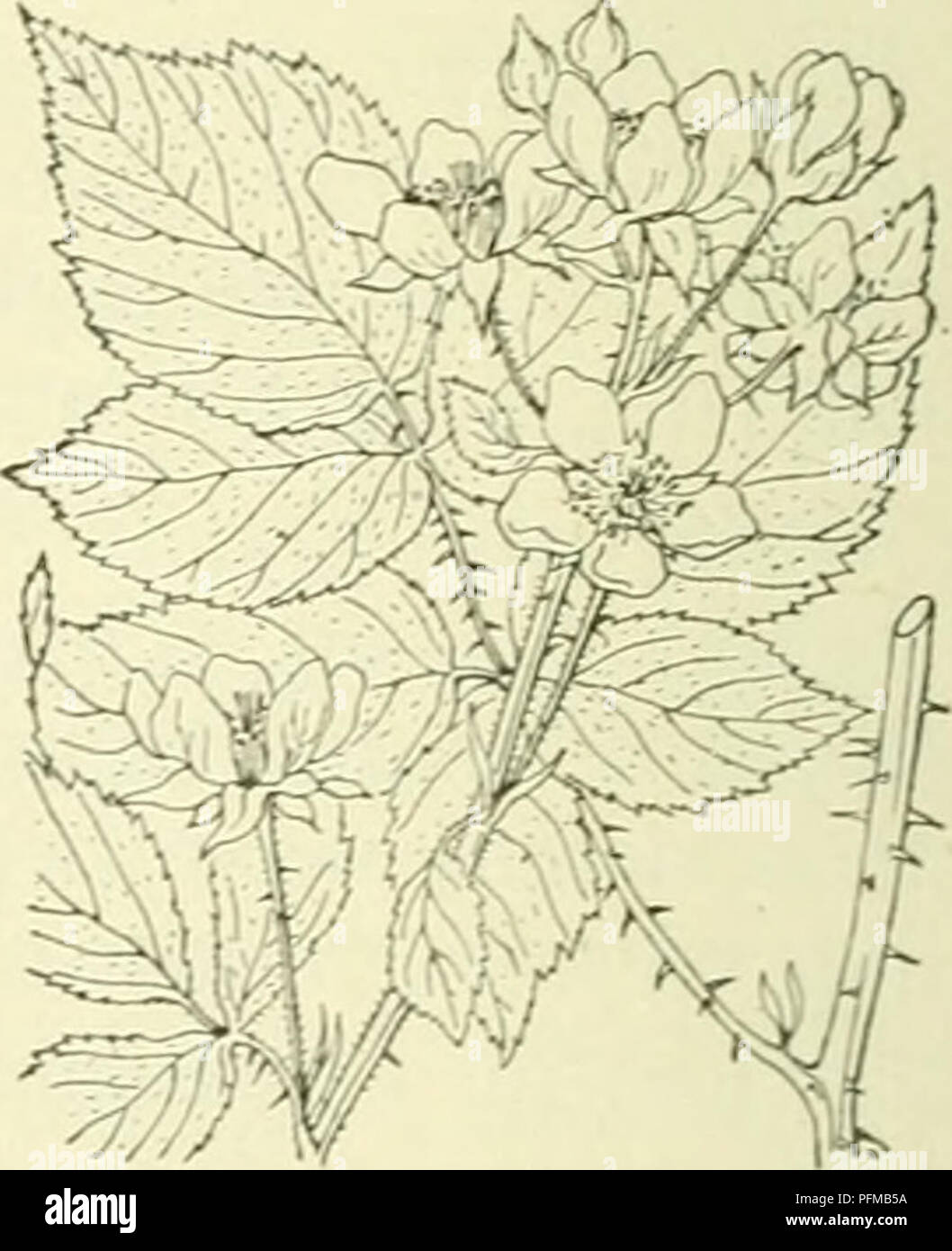 . De flora van Nederland. Plants. Rïiinis suberect-as Fig. 650. R ...