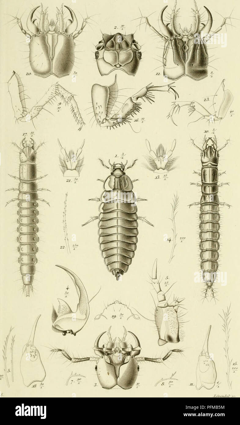 A study on beetle metamorphosis, detailing their life cycle and ...