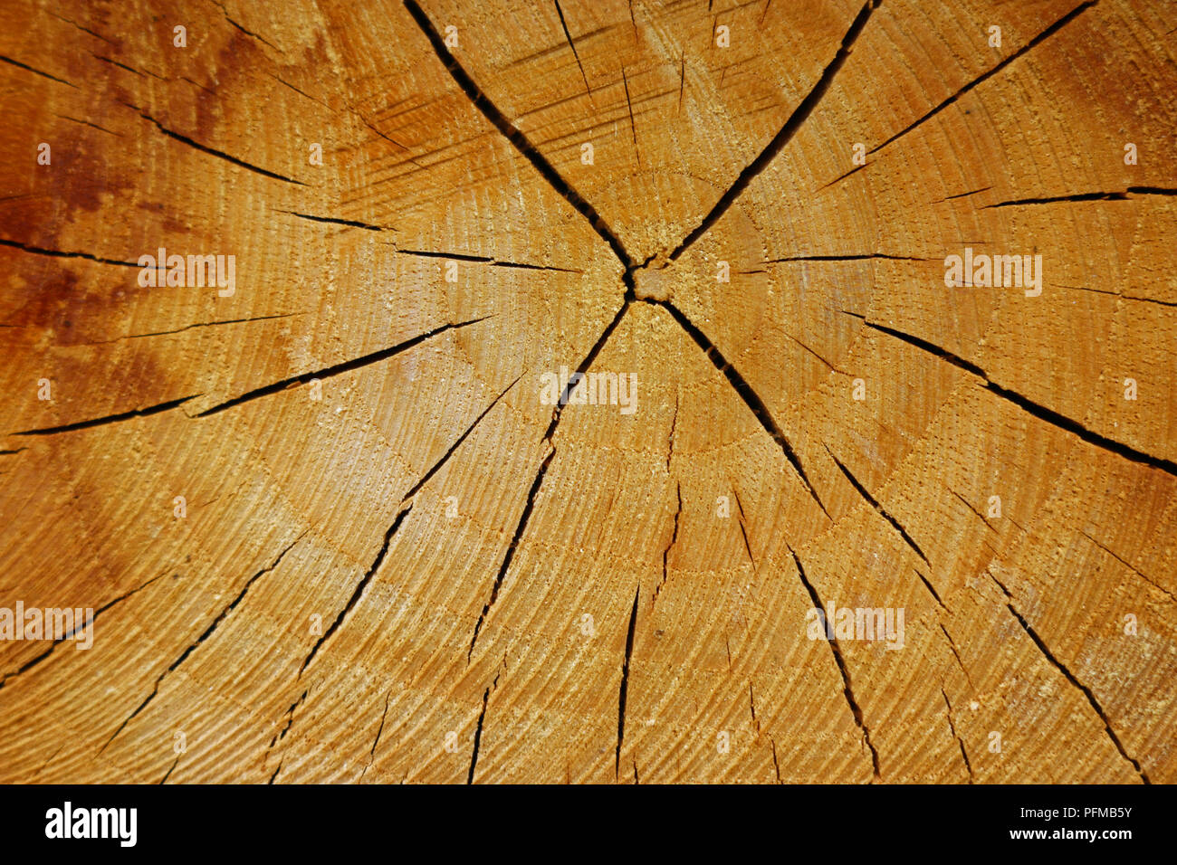 Cross section of log with a bright orange colour cut with a chainsaw ...