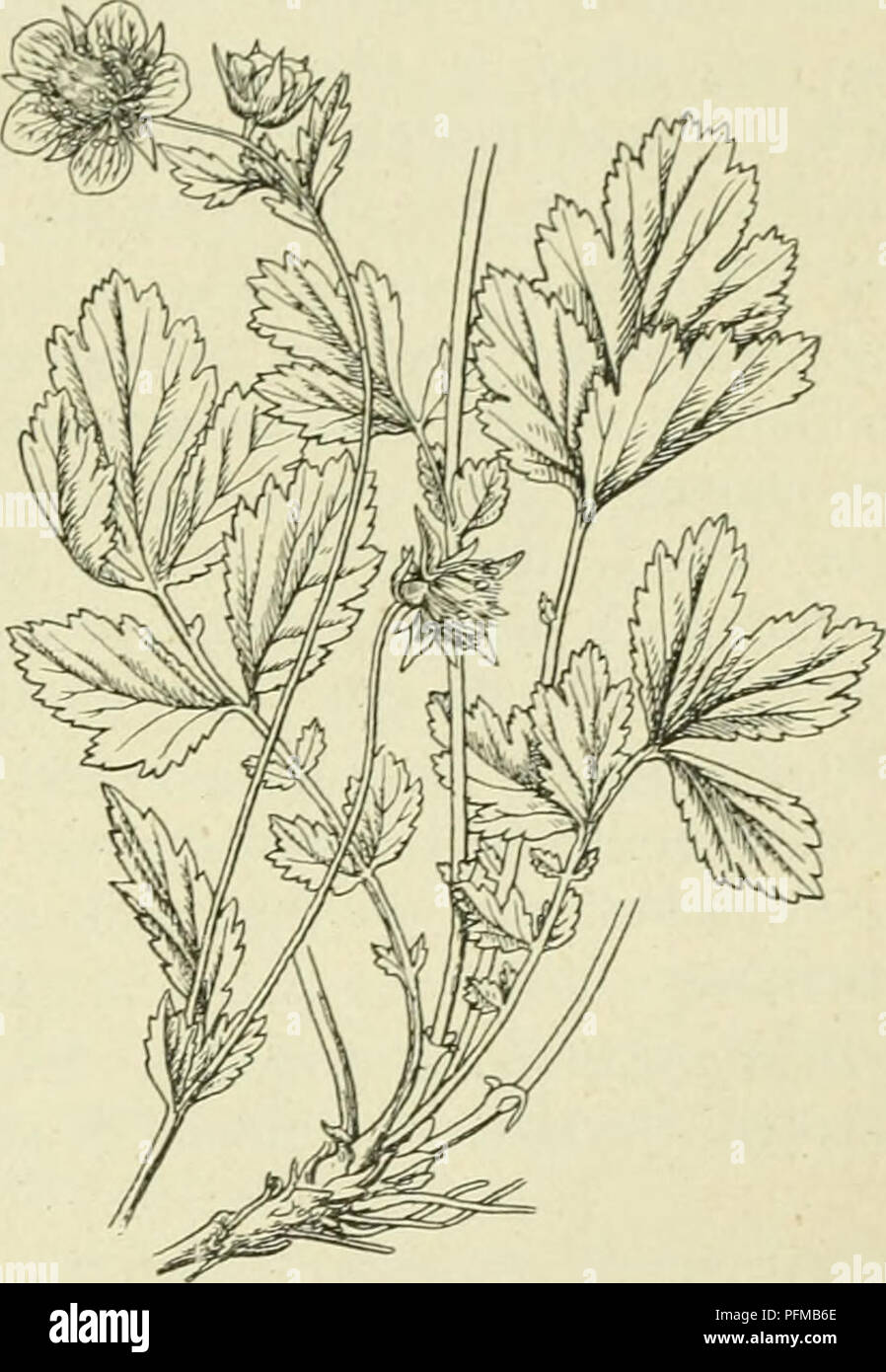. De flora van Nederland. Plants. FAMILIF: 77. — ROSACEAE. 531 den voet ...