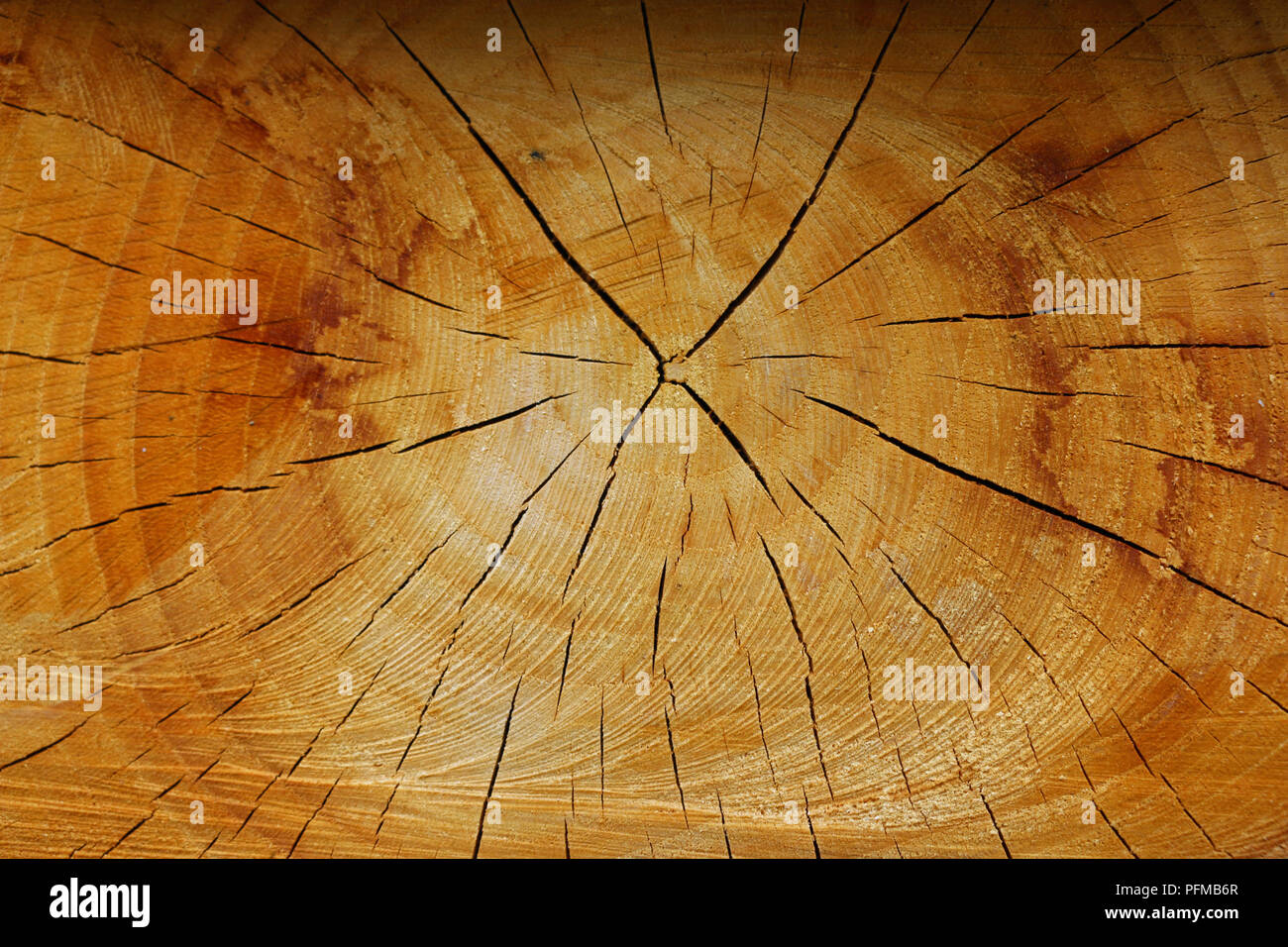Cross section of log with a bright orange colour cut with a chainsaw ...