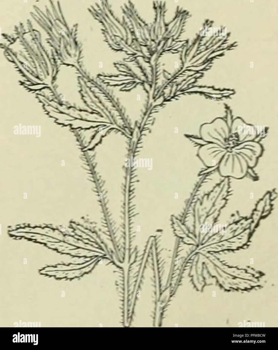 This entry focuses on the Malvaceae family of plants in the Netherlands ...