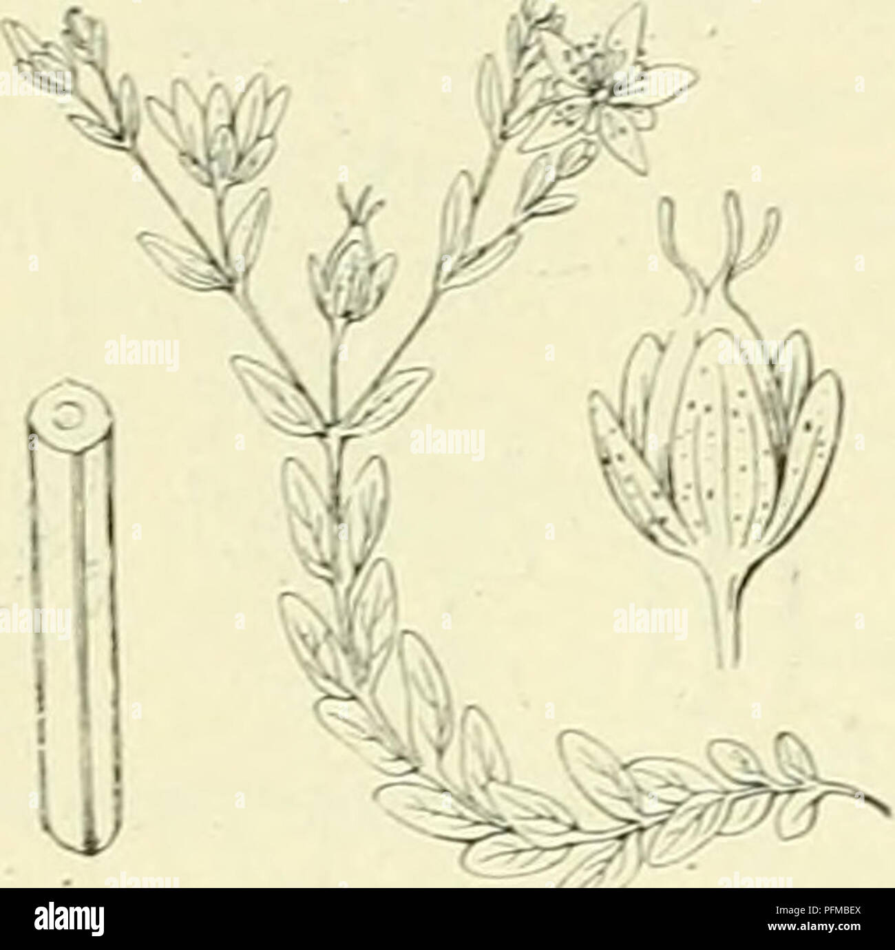 This botanical work focuses on the flora of the Netherlands ...