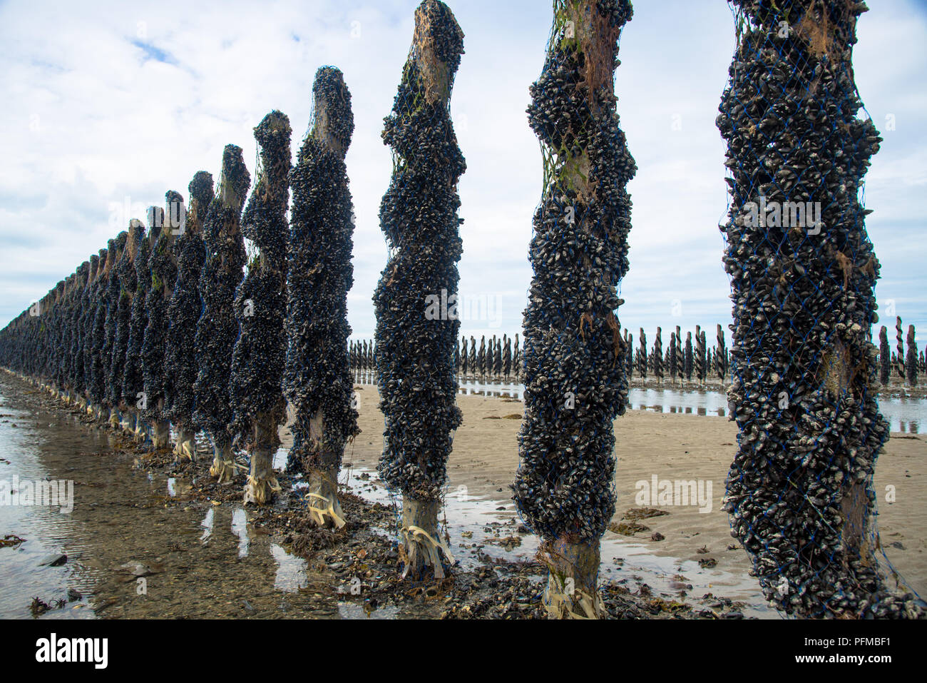 growing mussels in the sea on rope and poles at France coast in ...