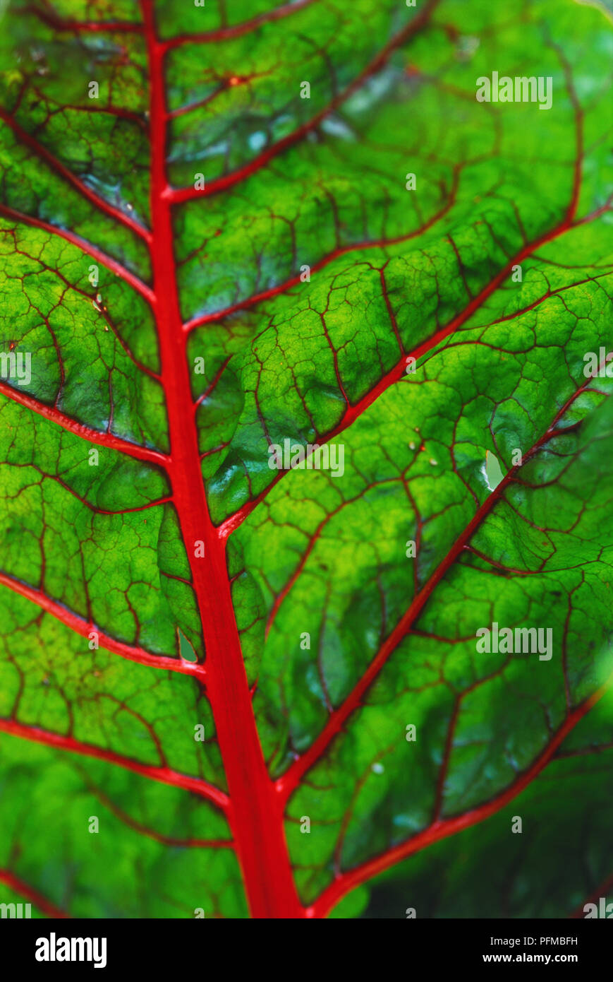 Cicla group hi-res stock photography and images - Alamy