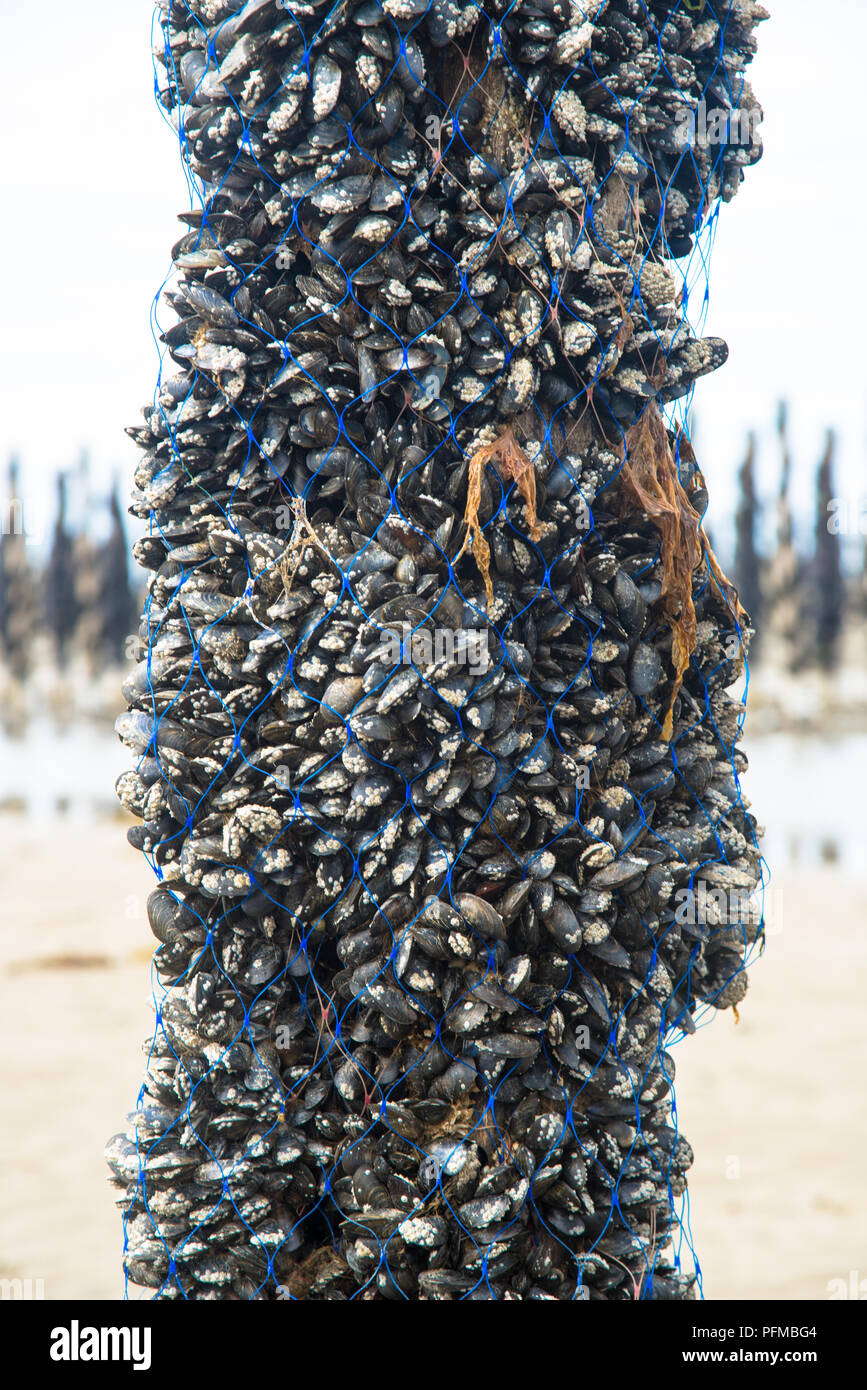 growing mussels in the sea on rope and poles at France coast in ...