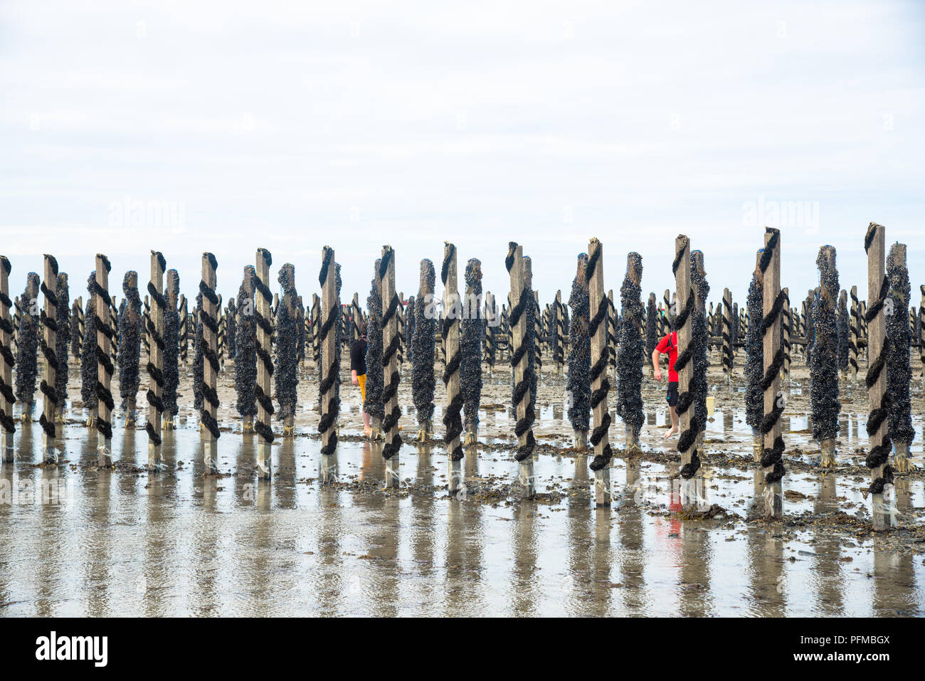 growing mussels in the sea on rope and poles at France coast in ...