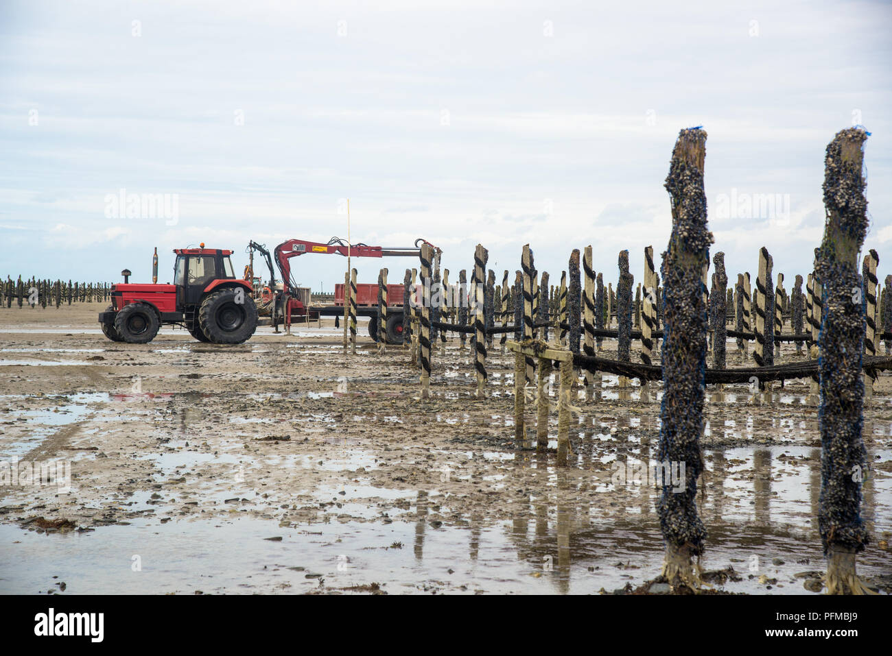 growing mussels in the sea on rope and poles at France coast in ...