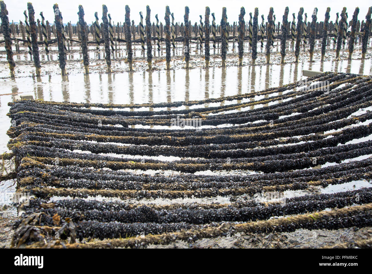 growing mussels in the sea on rope and poles at France coast in ...