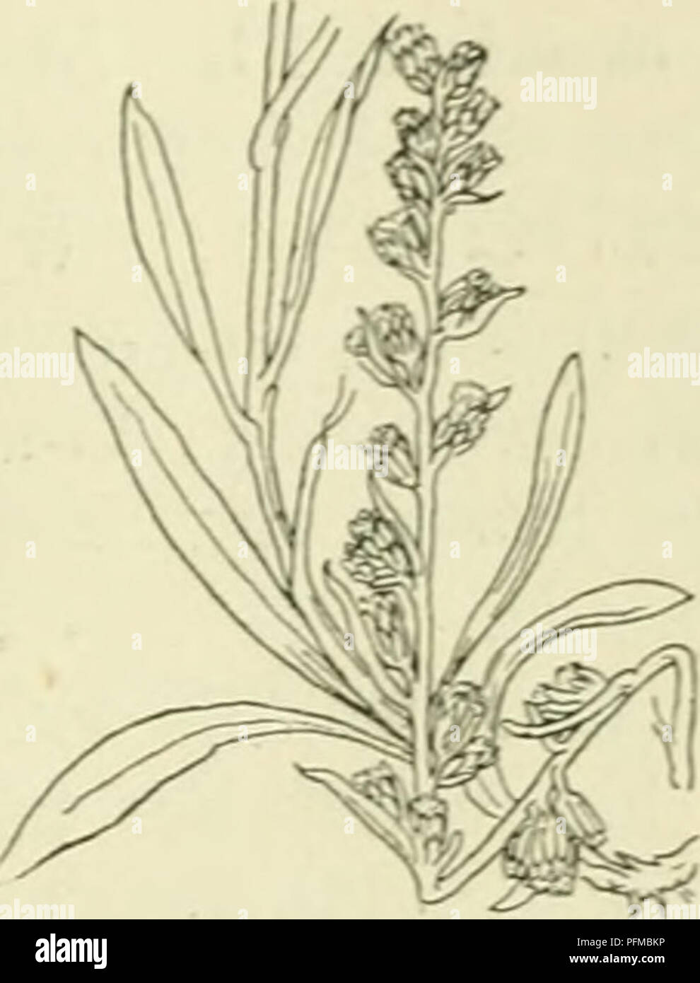 This botanical work on the flora of the Netherlands details the various ...