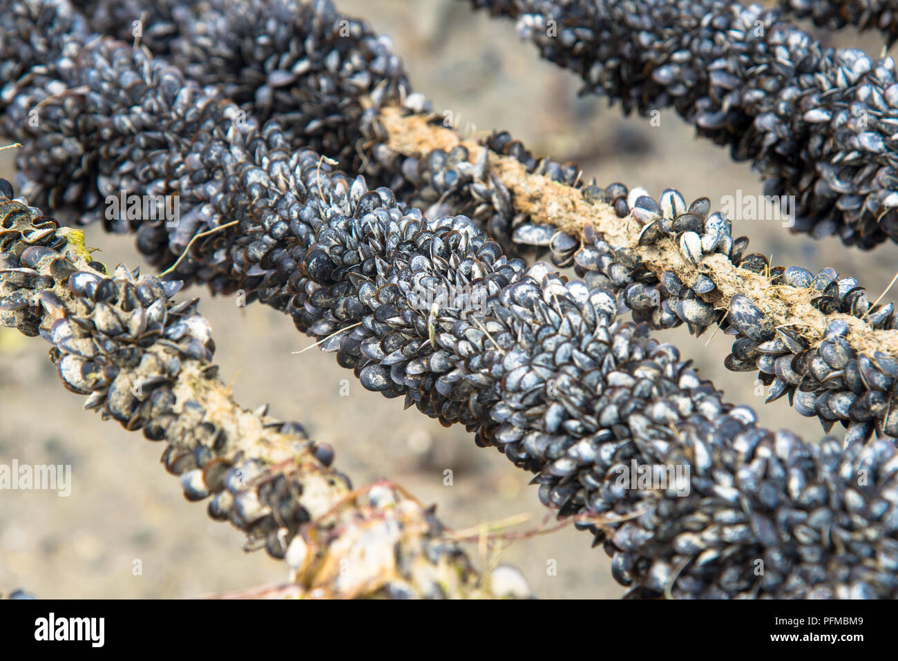 growing mussels in the sea on rope and poles at France coast in ...
