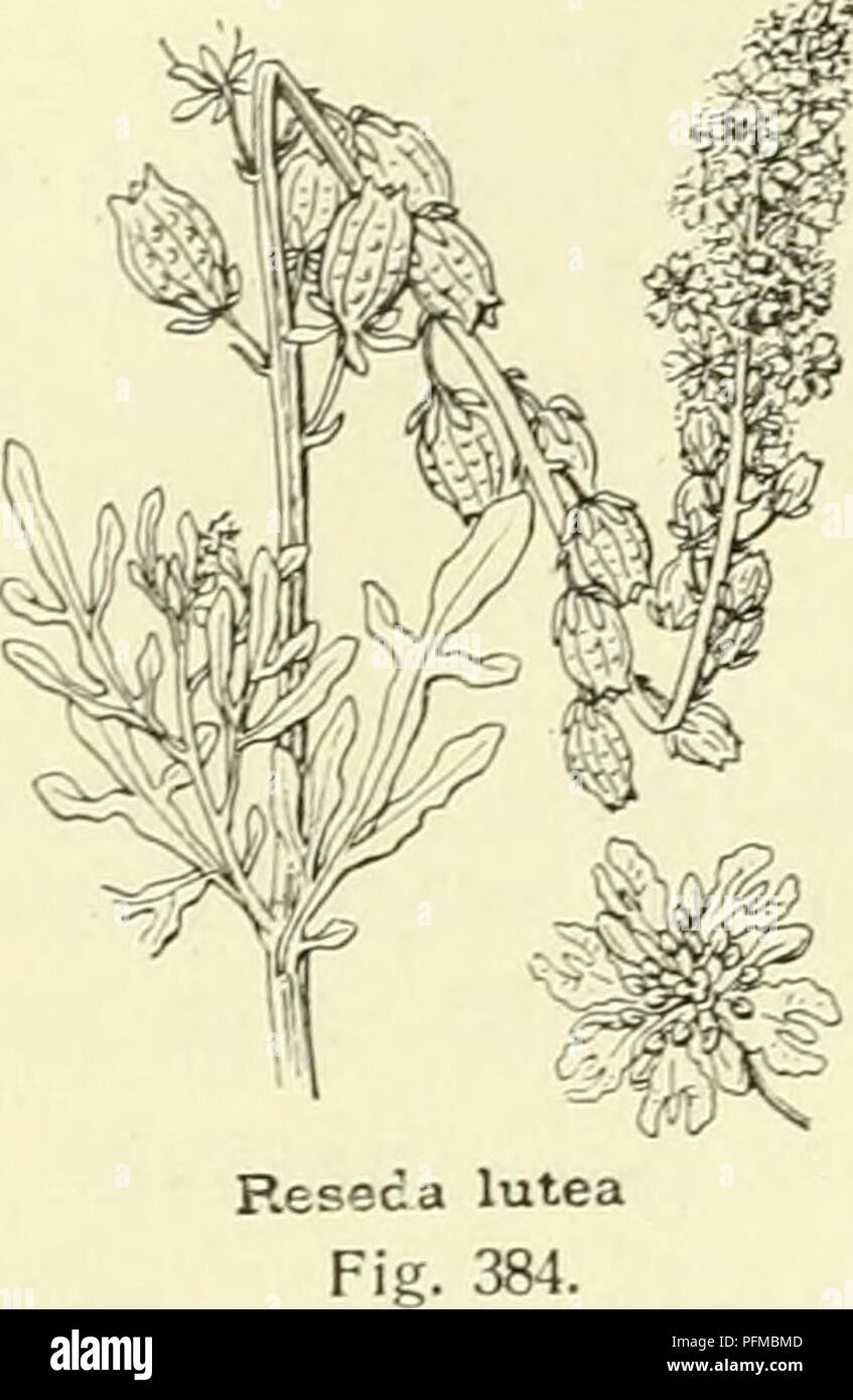 . De flora van Nederland. Plants. 318 VIOLACEAE. — FAMILIE 41.. met ...
