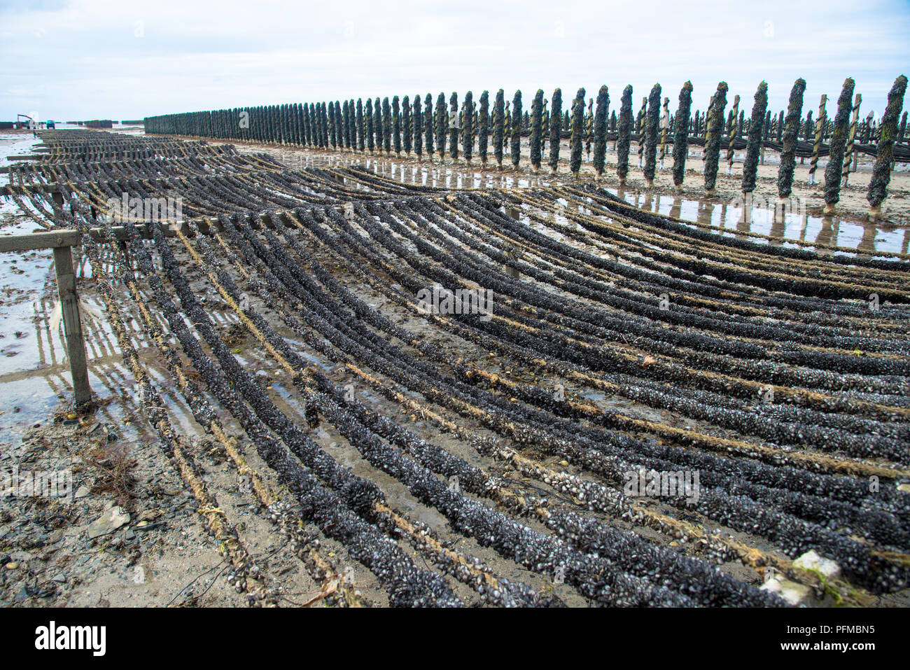 growing mussels in the sea on rope and poles at France coast in ...