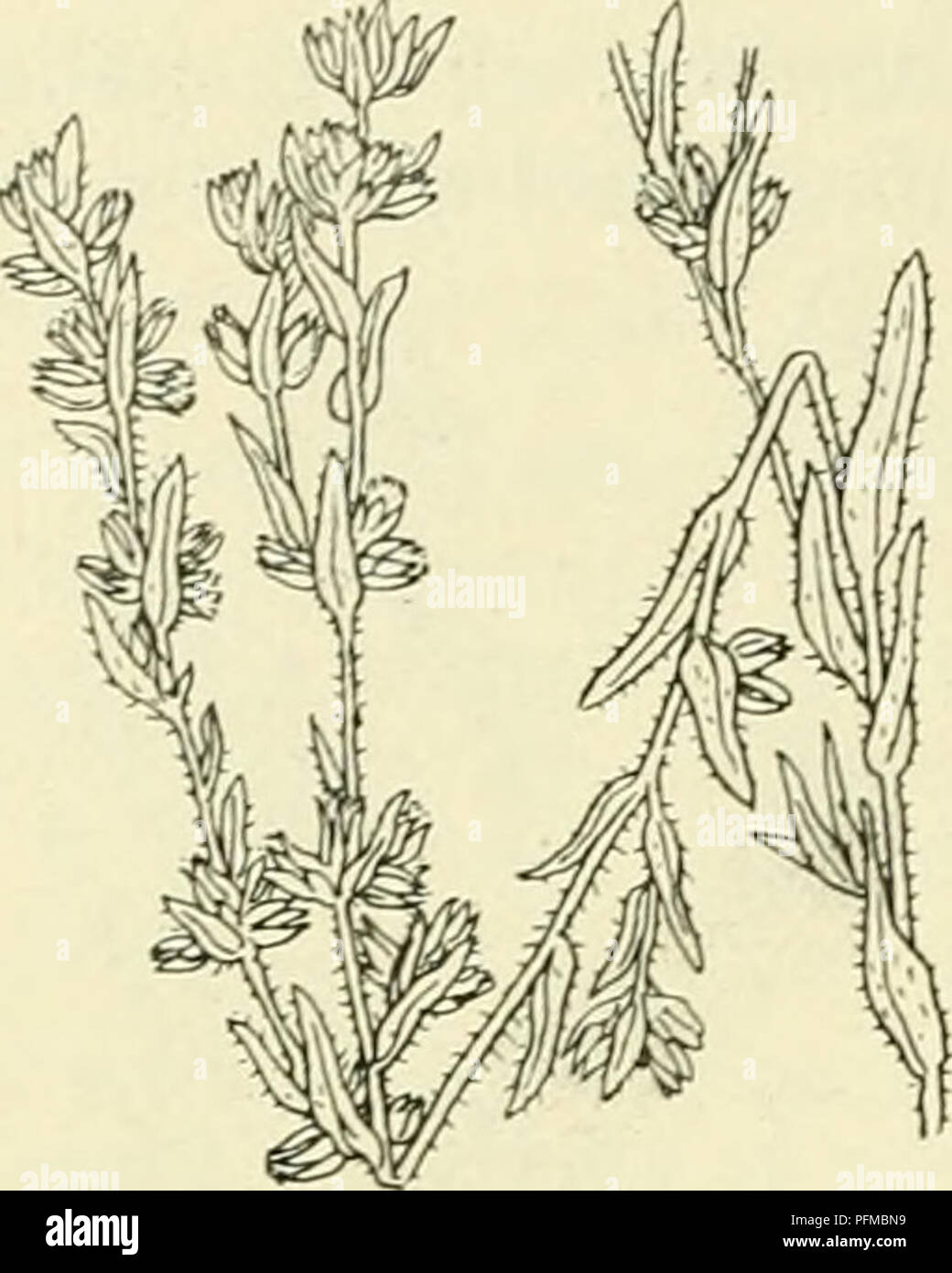 This botanical catalog focuses on plants from the Compositae family in ...