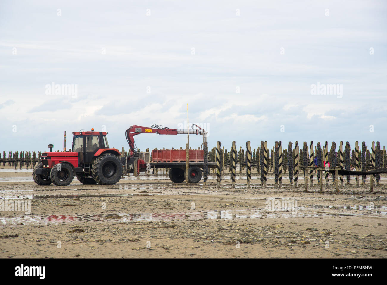 growing mussels in the sea on rope and poles at France coast in ...