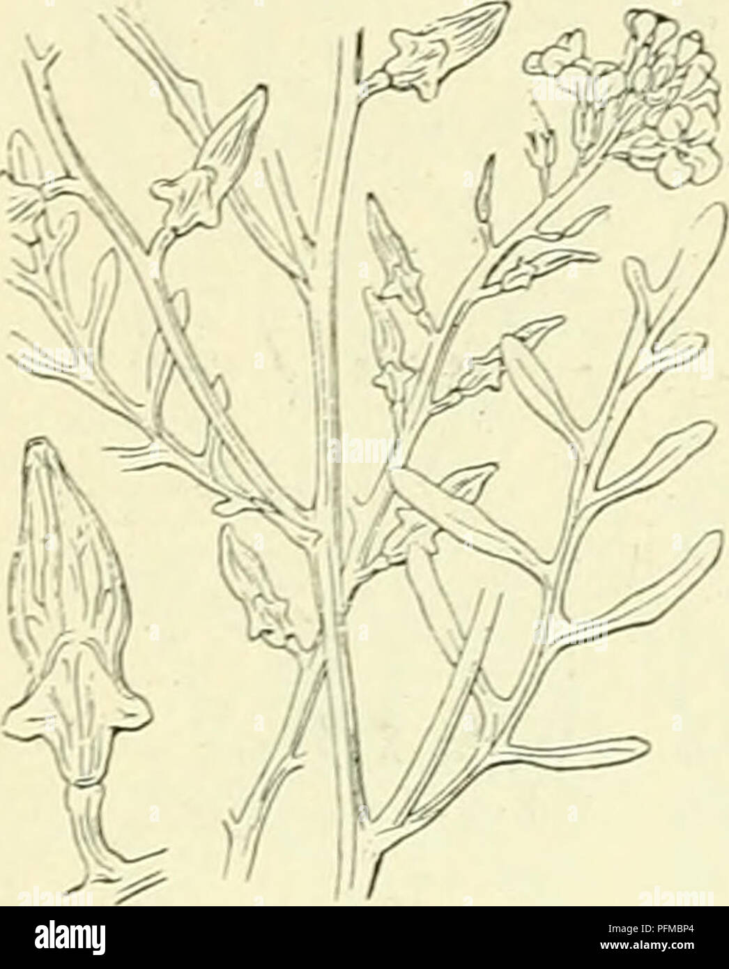 Penwortel hi-res stock photography and images - Alamy