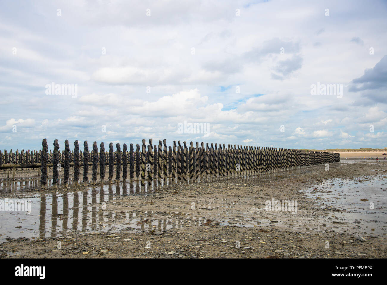 growing mussels in the sea on rope and poles at France coast in ...