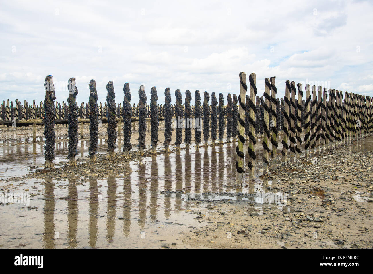growing mussels in the sea on rope and poles at France coast in ...