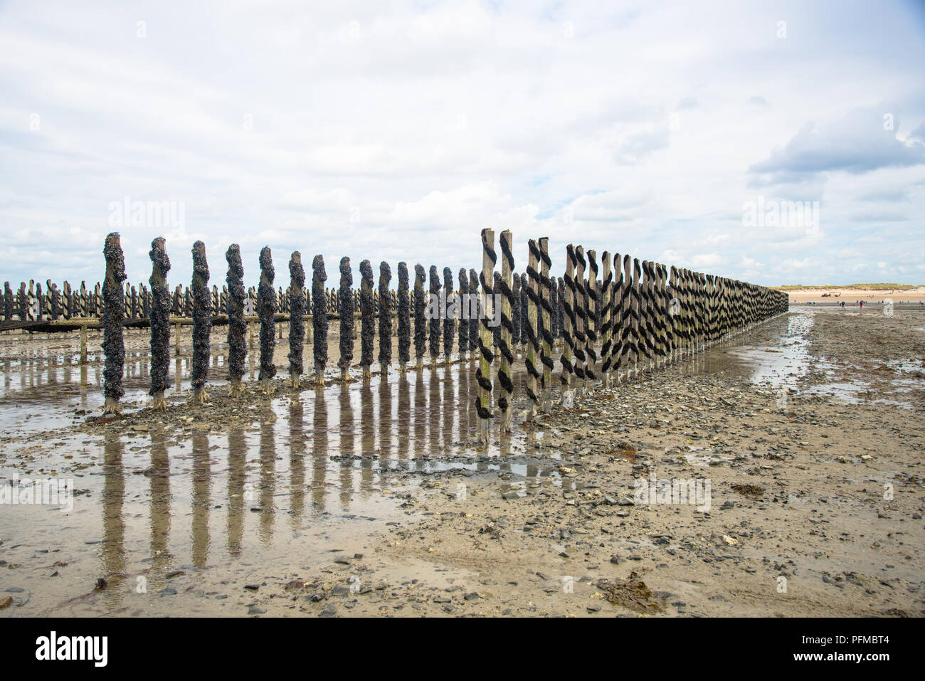 growing mussels in the sea on rope and poles at France coast in ...
