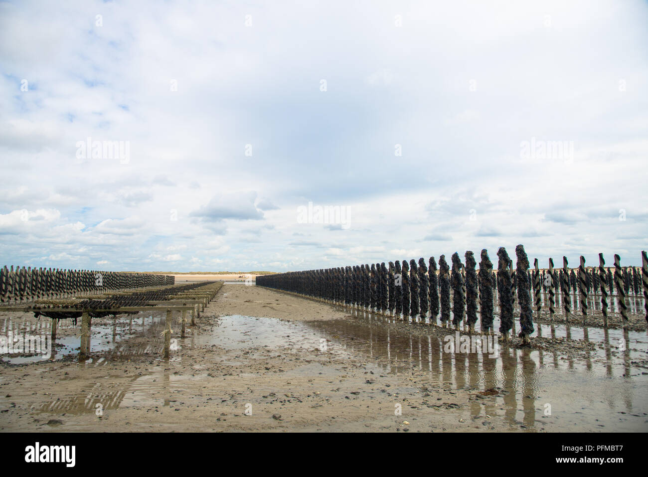 growing mussels in the sea on rope and poles at France coast in ...