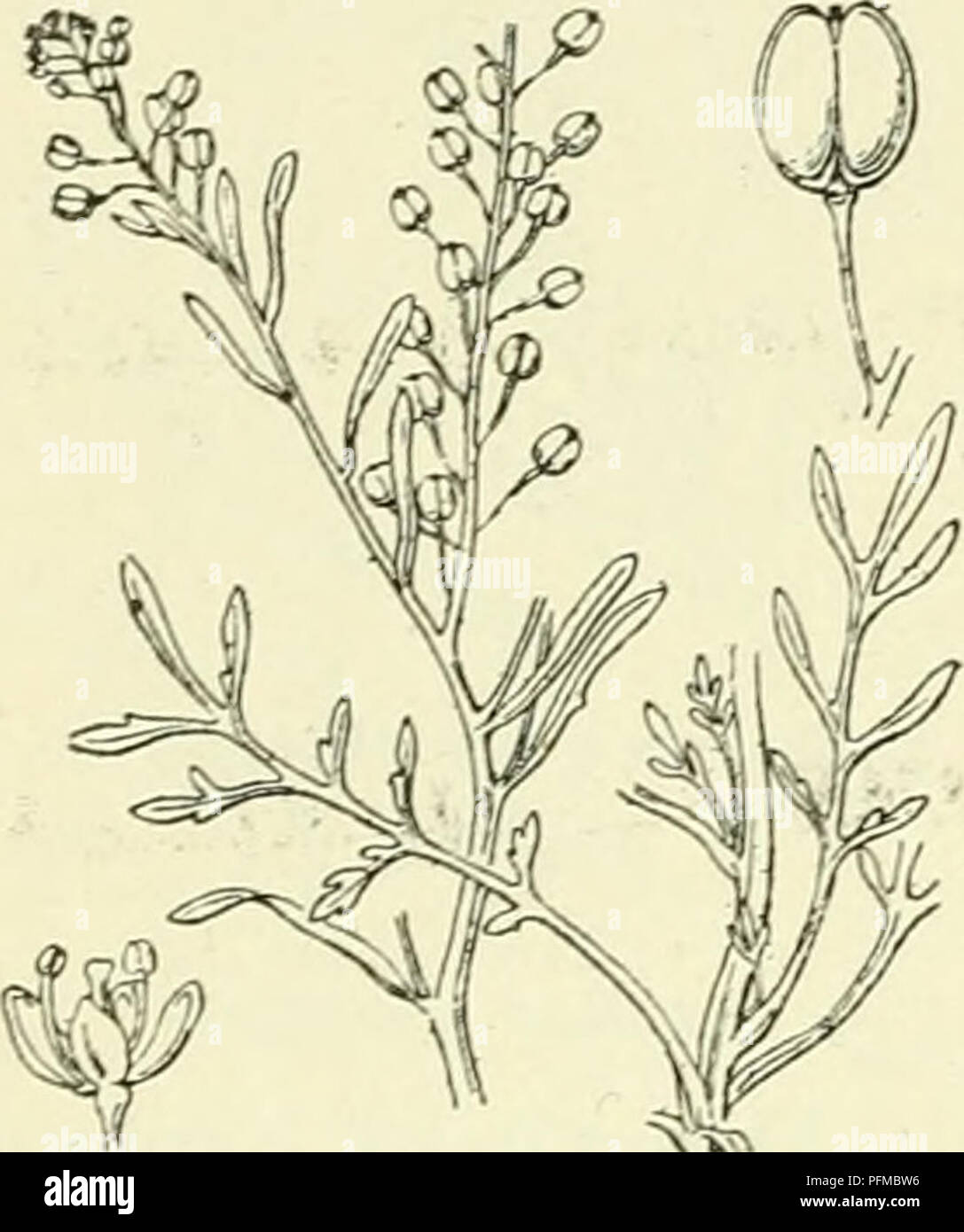 This botanical work provides a detailed account of *Lepidium ruderale ...